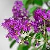 Amazon.com : Crape Myrtle Twilight | 1 Extra Large 3 Gallon Plant ...