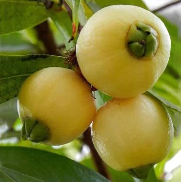 Shopaholic Variety Rose Apple Gulab Jamun Plant Plants Tree Jambos ...