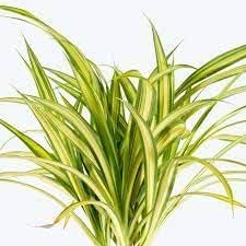 VENUS-ONLINE -Golden Pandanus (Pandanus veitchii); Screw Pine; Outdoor ...