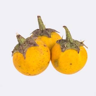 kandankathiri-Solanum virginianum-nightshade, yellow-fruit nightshade ...
