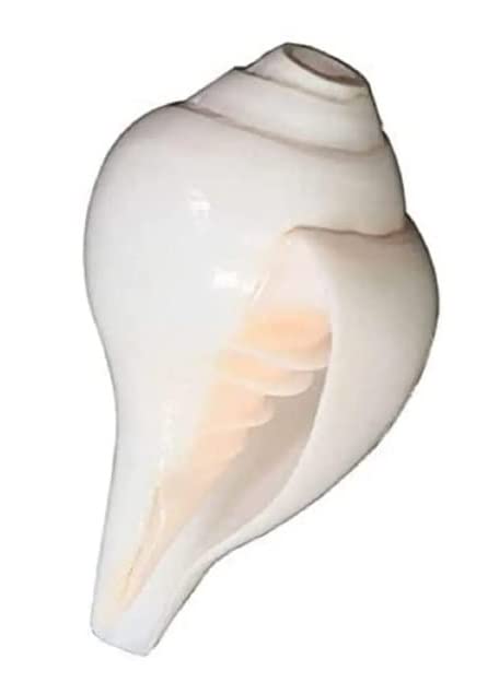 BUY N RELAX Jumbo Size Shankh for Blowing, Pooja Very Big Size 7 to 8 ...