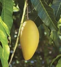 Cloud Farm Live Dasheri/Dashehari Mango Grafted Fruit Plant - Healthy ...