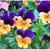 Amazon.com : Johnny Jump-Up ‘Helen Mount’ (Viola cornuta) Flower Seeds ...