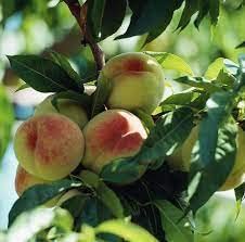 Exotic Fruit Plum Live Plant Alubukhara Edible and Flower Plants for ...