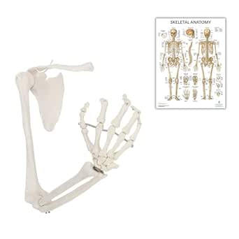 Amazon.com: Anatomy Warehouse Arm Skeleton - Right + Skeletal System ...