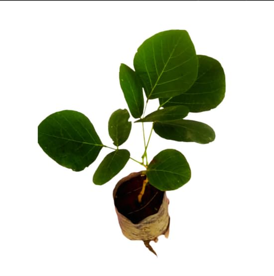 SISA GARDEN One Healthy Rare Live" Palash/Butea " plant with nursery ...