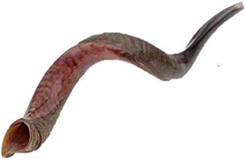 Amazon.com: New Shofarot Israel Kosher Yemenite Kudo kudu Shofar Size ...