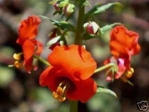 Amazon.com: RARE 6 graines de MASK FLOWER(Alonsoa Meridionalis)G768 ...