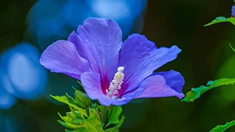 Rare Variety Blue Hibiscus/Blue Joba Healthy Live Plant For Your Home ...