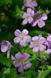 Amazon.com : Wild Geranium - Geranium Maculatum Perennial Bare Root ...