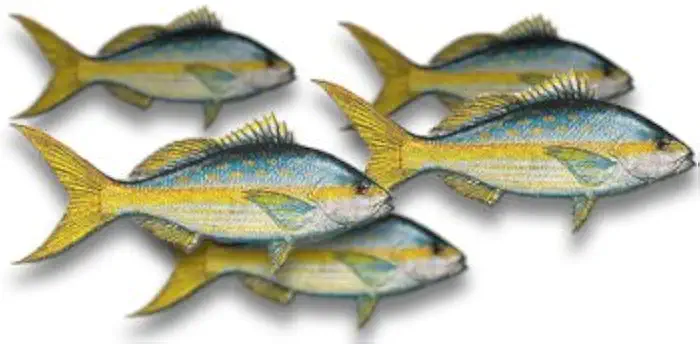 Grilling The Perfect Red Snapper Fillet: A Step-By-Step Guide | ShunGrill