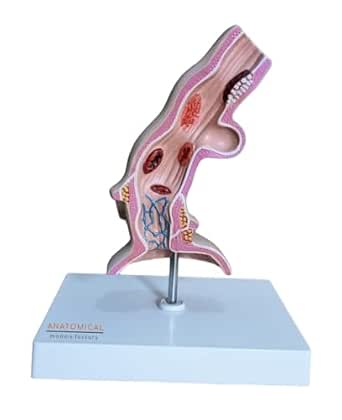 Anatomical Models Factory "Esophagus Anatomical Model - Lifesize ...