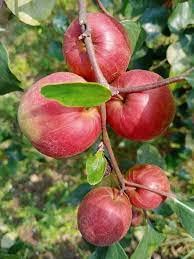 apple ber / kul fruit plant (grafted) : Amazon.in: Garden & Outdoors