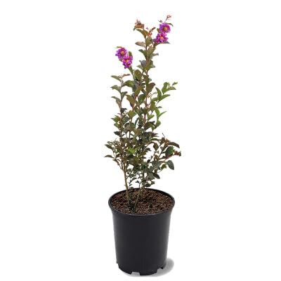 Black Diamond Crape Myrtles: 6 Most Popular Varieties - Gardenfrontier