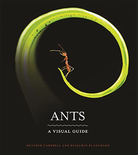 Ants: A Visual Guide eBook : Campbell, Heather, Blanchard, Benjamin ...
