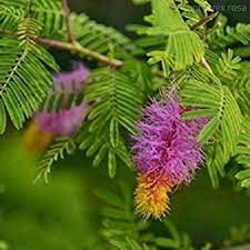 Oxygreenplant Shami lucky tree, White Kutch,Acacia polyacantha Willd ...