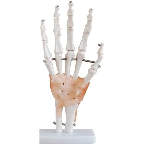 Ajantaexports Life Size Hand Joint Model Hand Anatomy Model Hand ...