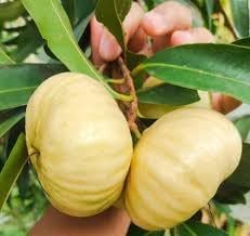 Sweet Hybrid Rose Apple "GULAB JAMUN" (Air Layered/Guti Kolom) plant ...