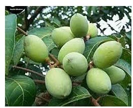 GREEN LINE Ceylon Olive/Jolpai Plant- (2-3Ft), 1 Healthy Plant ...