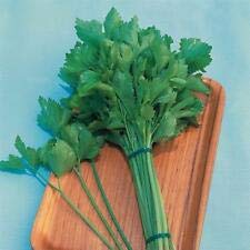 Wafer Vegetable Chinese Celery Kintsai Appx 300 Seeds Oriental ...