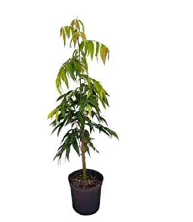 GREEN LINE Ashok Plant Saraca Asoca Ashoka (Pendula) Long Tree Plant ...