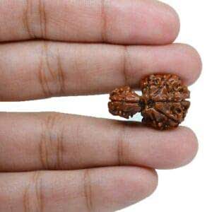 9STARS Nepal Sawar Rudraksha Natural Lab Certified Beed with Rudra ...
