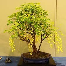 OXY GREEN PLANT®Golden shower tree,Amaltas, Indian Laburnum,Chahui ...