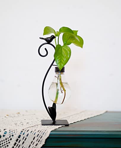 10 Best Bird Terrariums That Will Take Your Pet's Lifestyle to the Next ...