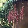 BONOBITHI Basor lata Climbers Vines Scarlet Clock Vine Chonga lota ...