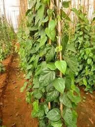 MITU desi betel leaf (pan pata) tree plant : Amazon.in: Garden & Outdoors