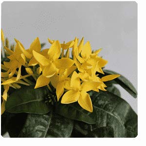 Mphmi Plant Ixora Dwarf (Yellow) - Plant Jungle Geranium, Flame of the ...