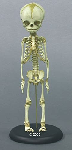 AjantaExports Fetus Skeleton Model Fetus skeleton model Fetal anatomy ...