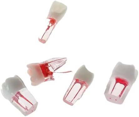MYASKRO - Root Canal Model (Set Of 5) | RCT Model Tooth For Mastering ...