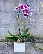 original orchid plant (DEN. AIRWAY BLUE X BLUE ANGLE) healthy live ...