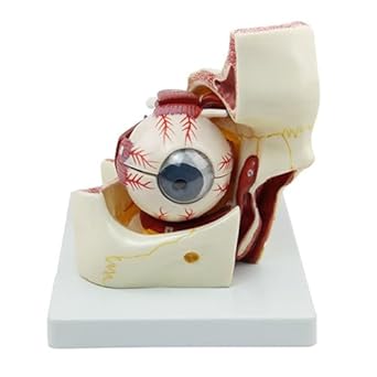Enlarged Human Eye Orbital Anatomical Model 10 Parts Detachable Human ...