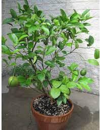 Big lemon tree live plant (Pack of 1) : Amazon.in: Garden & Outdoors