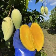 Thai All Time Mango Hybrid - Grafted Mango Fruit Plant : Amazon.in ...