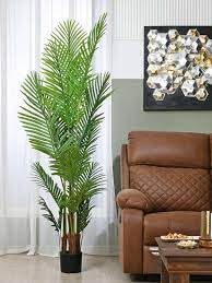 Oxygen plants for home indoor no sunlight Natural Live A Big Size ...