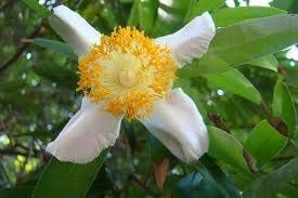 Mesua ferrea One Year Plant