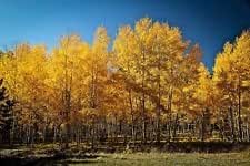 100 Quaking Aspen Tree Seeds - Populus tremuloides Bonsai USA - BKSeeds ...