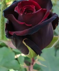 Original black lady rose flower live plant pack of 1 hybrid : Amazon.in ...