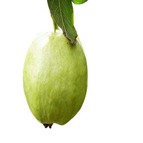 Nature Valley Gardens Bonsai Rare Giant Dwarf Thailand Guava Grafted ...