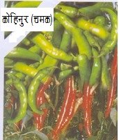 Meena Chilly-F1-Chamak Seeds, 100 Gms : Amazon.in: Garden & Outdoors