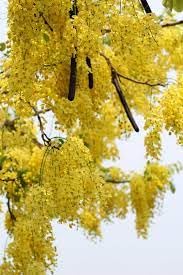 Super golden shower tree,Sonalu Flower//Badar lathi flower tree//,(Cassia fistula) seeds,/ pack ...