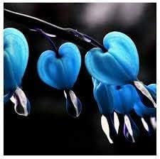 MITRAEE 5 semillas de flores de corazón sangrante asiático azul ...