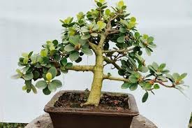 Ficus bonsai plant,Chaina bot (Pack of 1) : Amazon.in: Garden & Outdoors