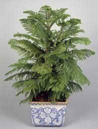 Uniquetree X-Mas Jhau Tree Live Plant (Canadian Vairety Healthy Rare ...