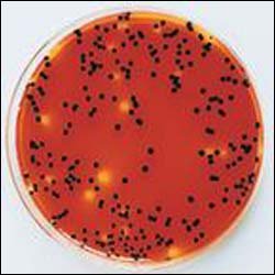 BECTON DICKINSON MICROBIOLOGY 211771 Trypticase Soy Broth, 5 lb ...