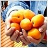 Amazon.com : Apricot Katy Tree, Produces Fruit, Prunus Armeniaca 3-5ft ...