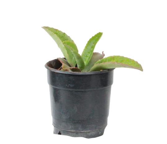 HERBSfromHOME Medicinal Plant Bryophyllum Pinnatumn | Patharchatta ...